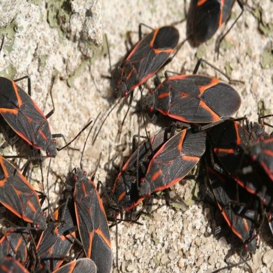 Box Elder Bug Control | Lawn & Pest Control Xperts | Kenosha, WI